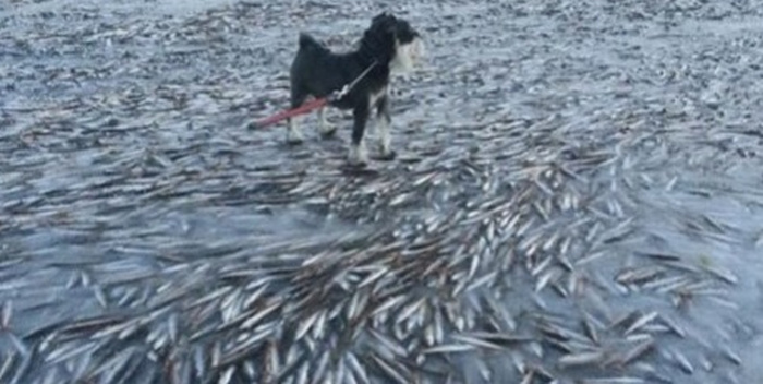 Norveška: U brzom zaleđivanju mora smzlo se jato riba (FOTO) | Crometeo